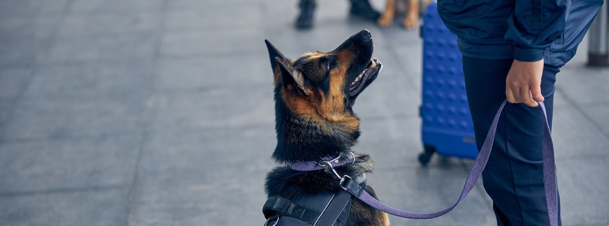 Formation agent de sécurité cynophile - SAFEGROUPE